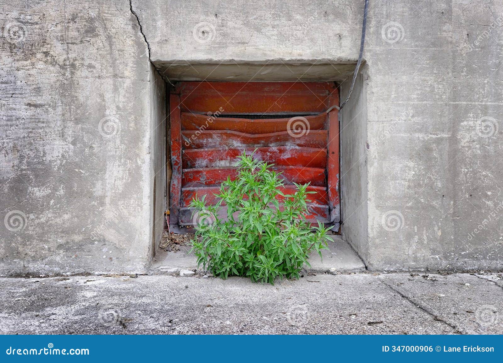 Red Window Green Weed Plant Growing Concrete Stock Photo - Image of ...
