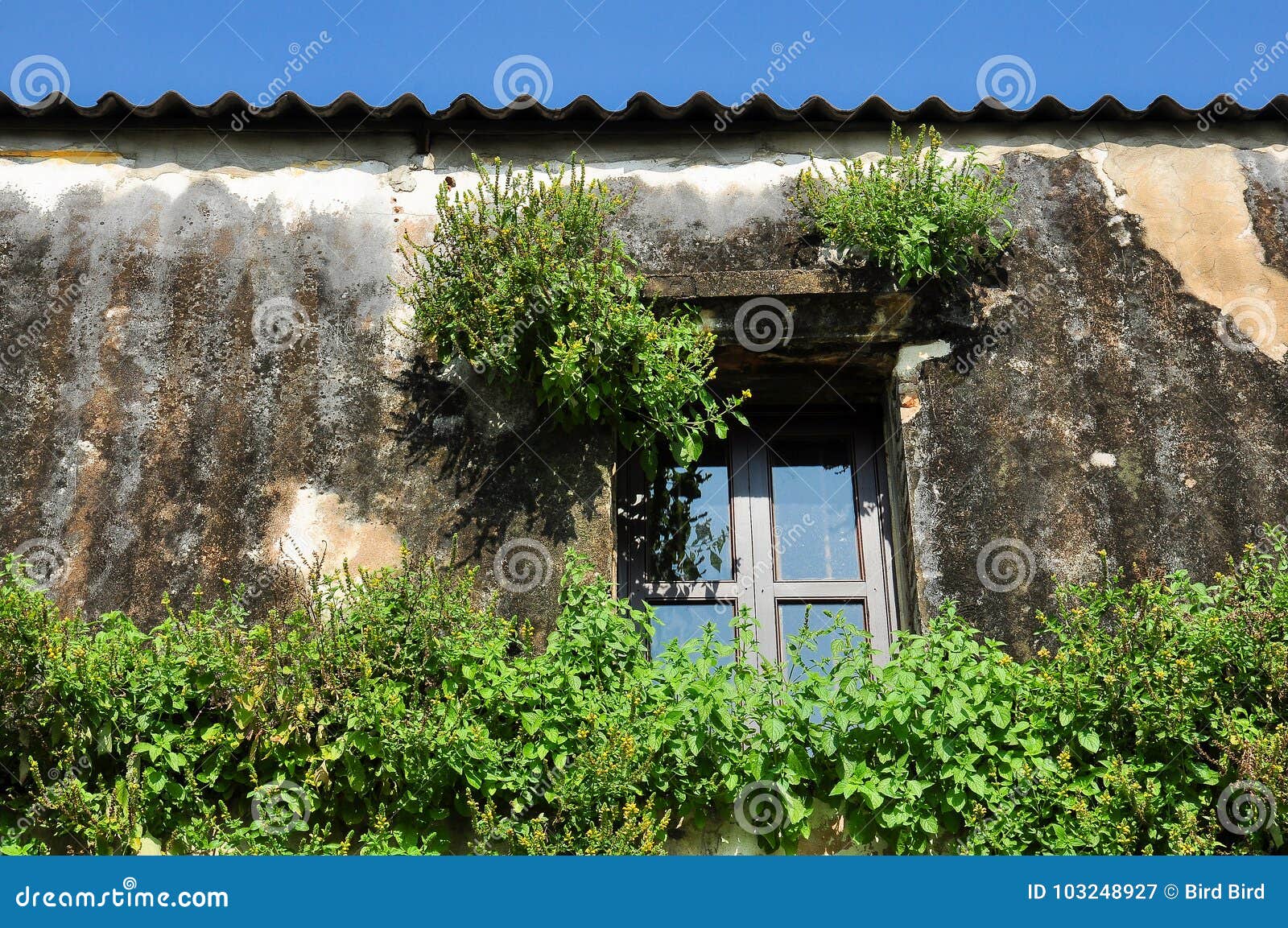 136 Creepers Windows Photos - Free & Royalty-Free Stock Photos from ...