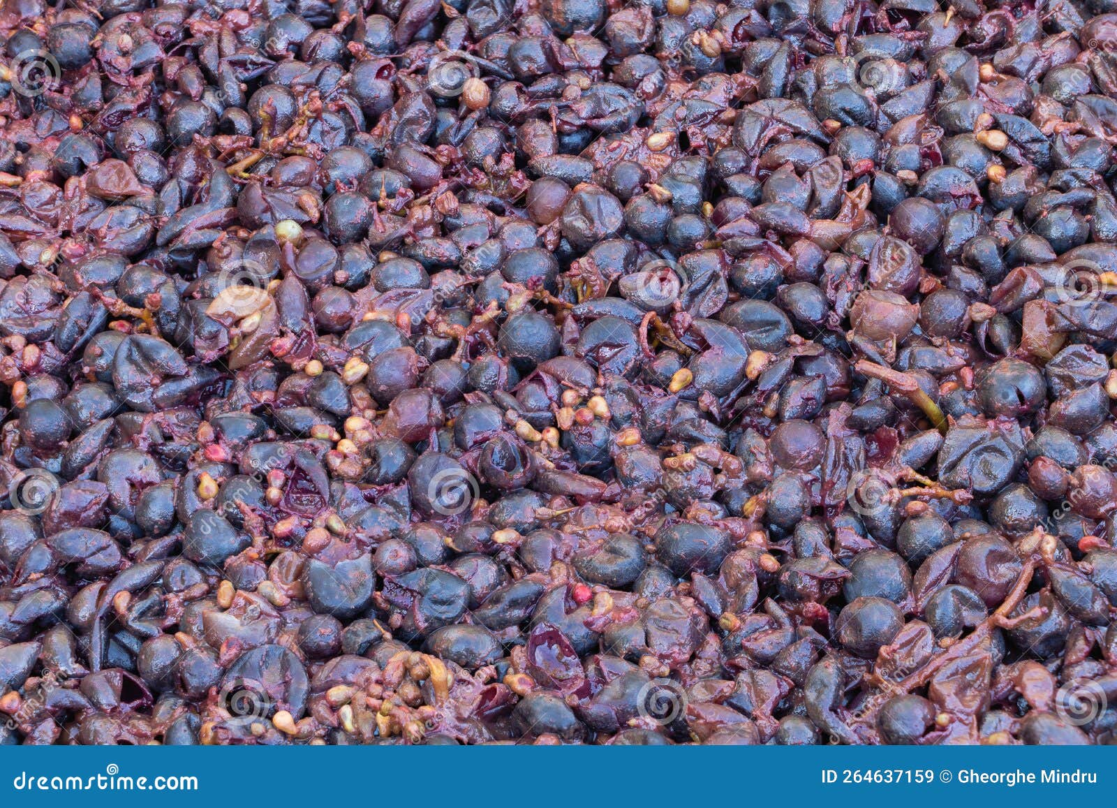 Red Wine in the Fermentation Process Concept - Making Red Wine at Home ...