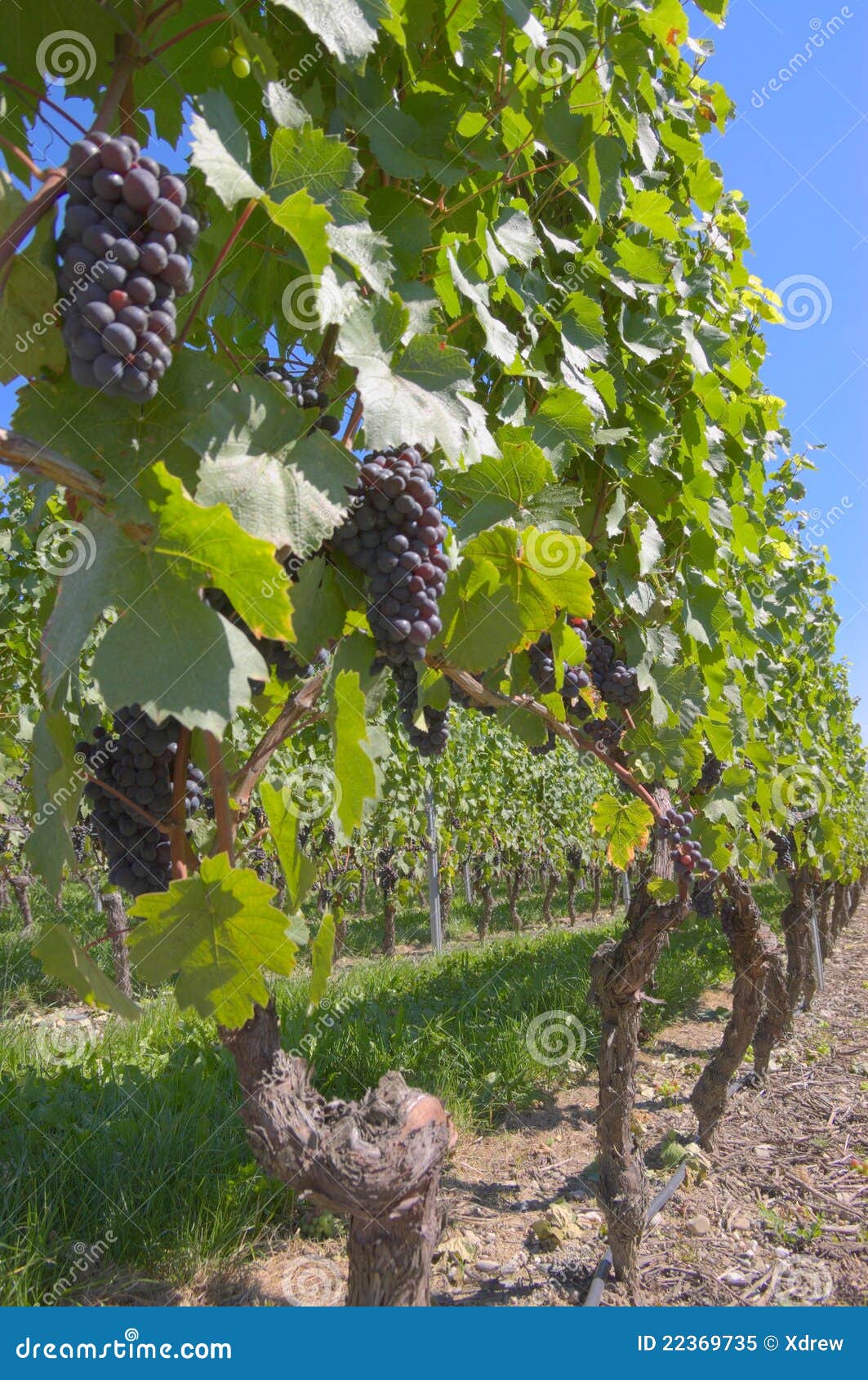 Red wine grape stock image. Image of fruit, colored, black - 22369735