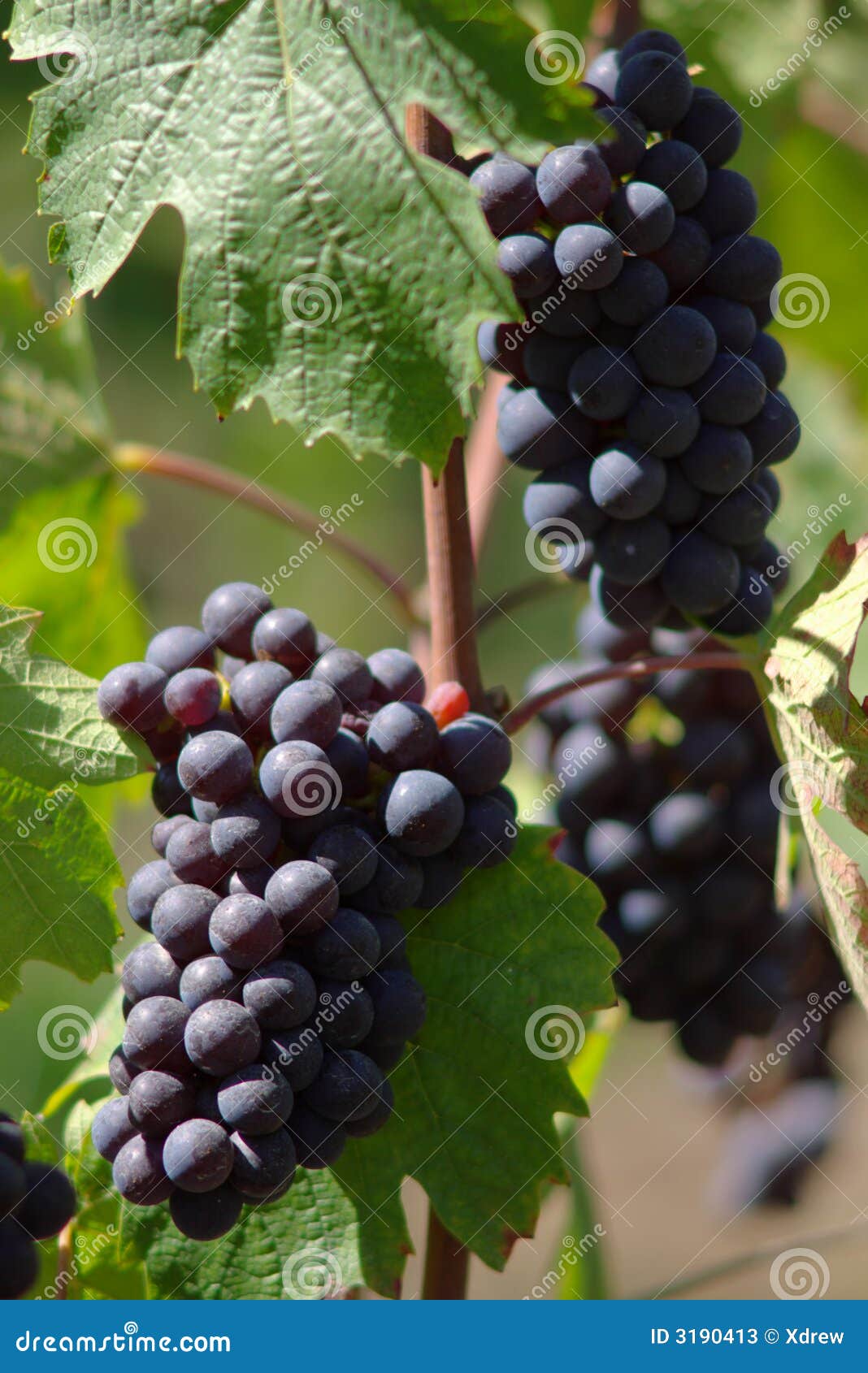 Red wine grape stock image. Image of food, farm, colored - 3190413