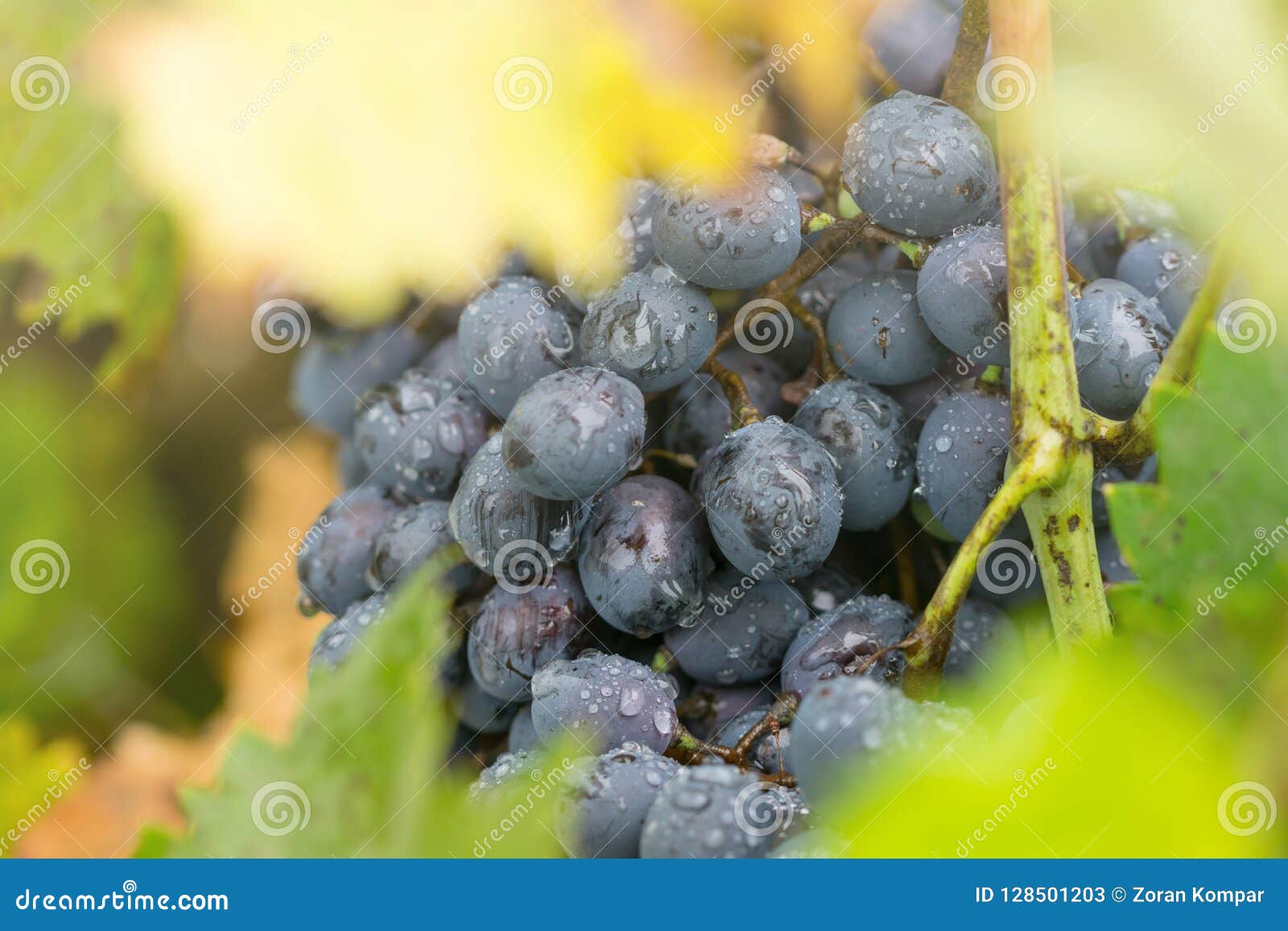 Red Wine Grape Bunch in Vineyard Covered with Rain Drops Stock Image ...
