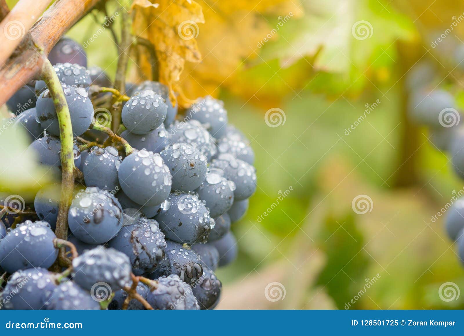 Red Wine Grape Bunch in Vineyard Covered with Rain Drops Stock Image ...