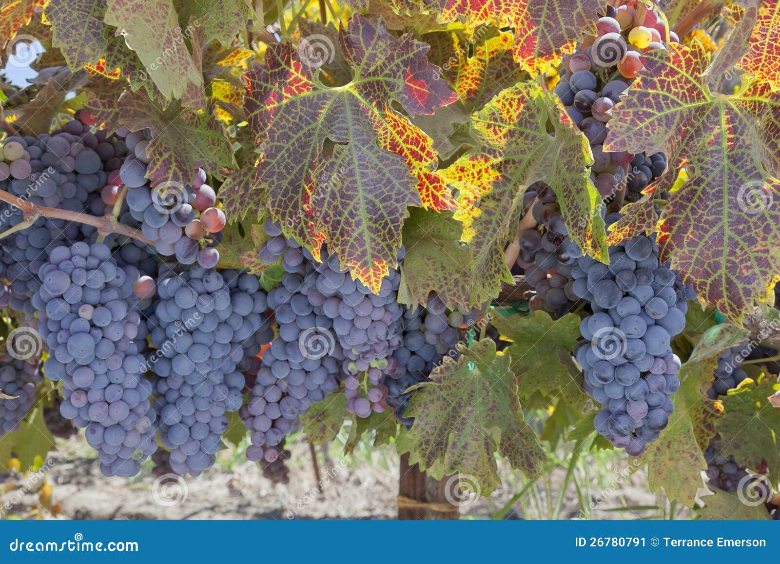 Red Wine Grape Clusters stock image. Image of syrah, autumn - 26780791