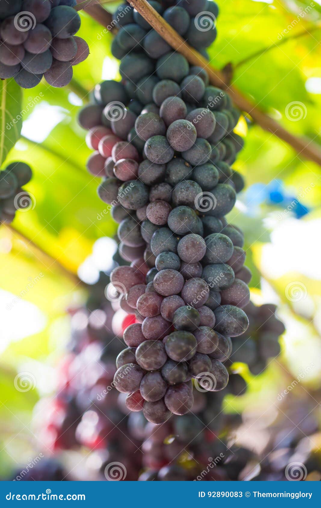Red Wine Grape on Tree Branch Stock Image - Image of healthy, fresh ...