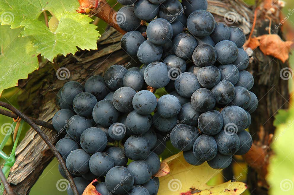 Red wine grapes stock photo. Image of sweet, vineyard - 1484346