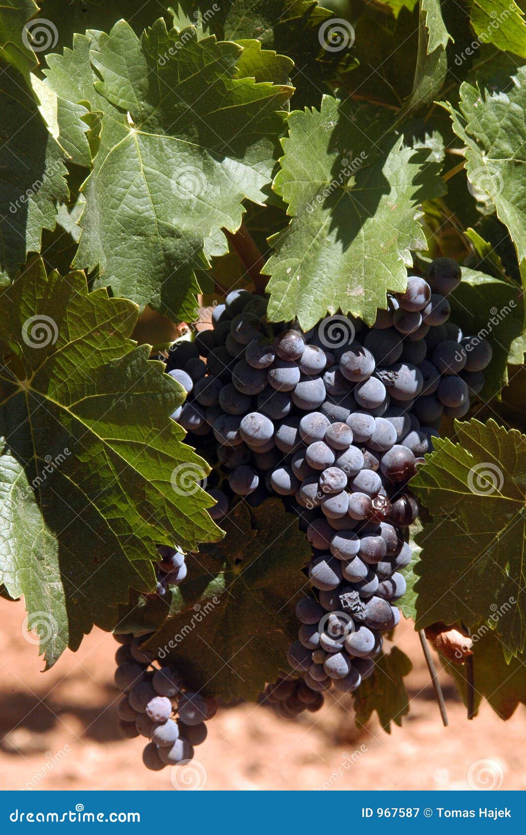 Red wine grapes stock image. Image of natural, food, vineyards - 967587