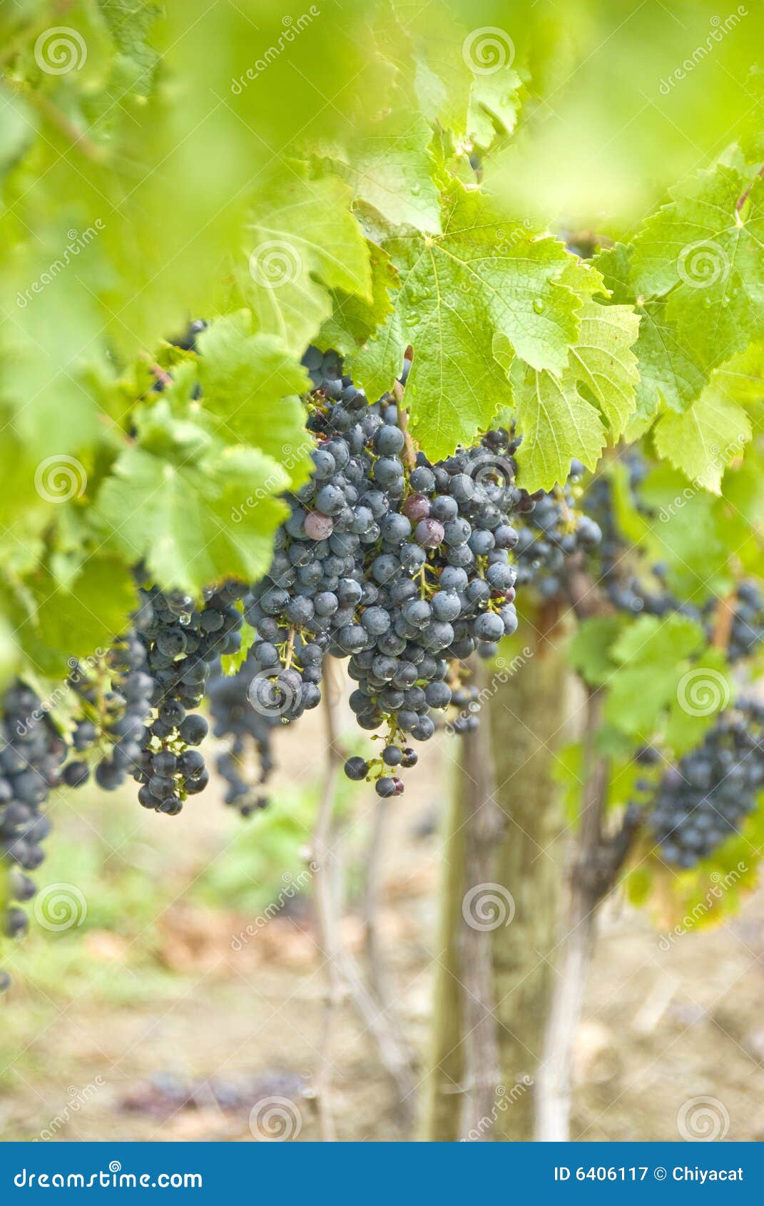 Red Wine Grapes (Cabernet Franc) Stock Image - Image of cabernet, fall ...
