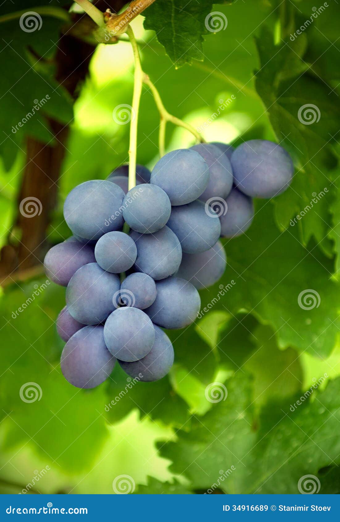 Red wine grapes stock image. Image of eating, food, industry - 34916689