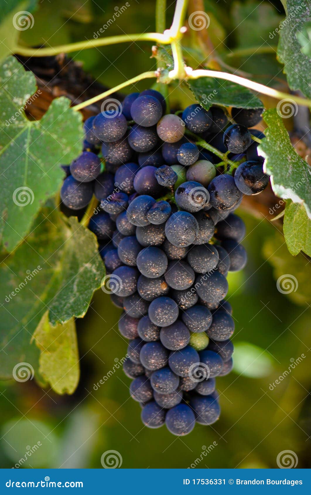 Red Wine Grapes on Vine stock image. Image of field, alcohol - 17536331