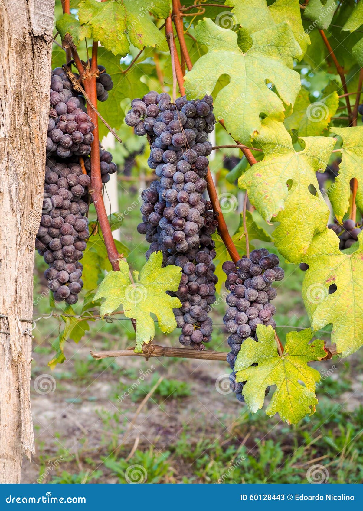 Red Wine Grapes on Vineyard, Vertical Stock Image - Image of sunlight ...