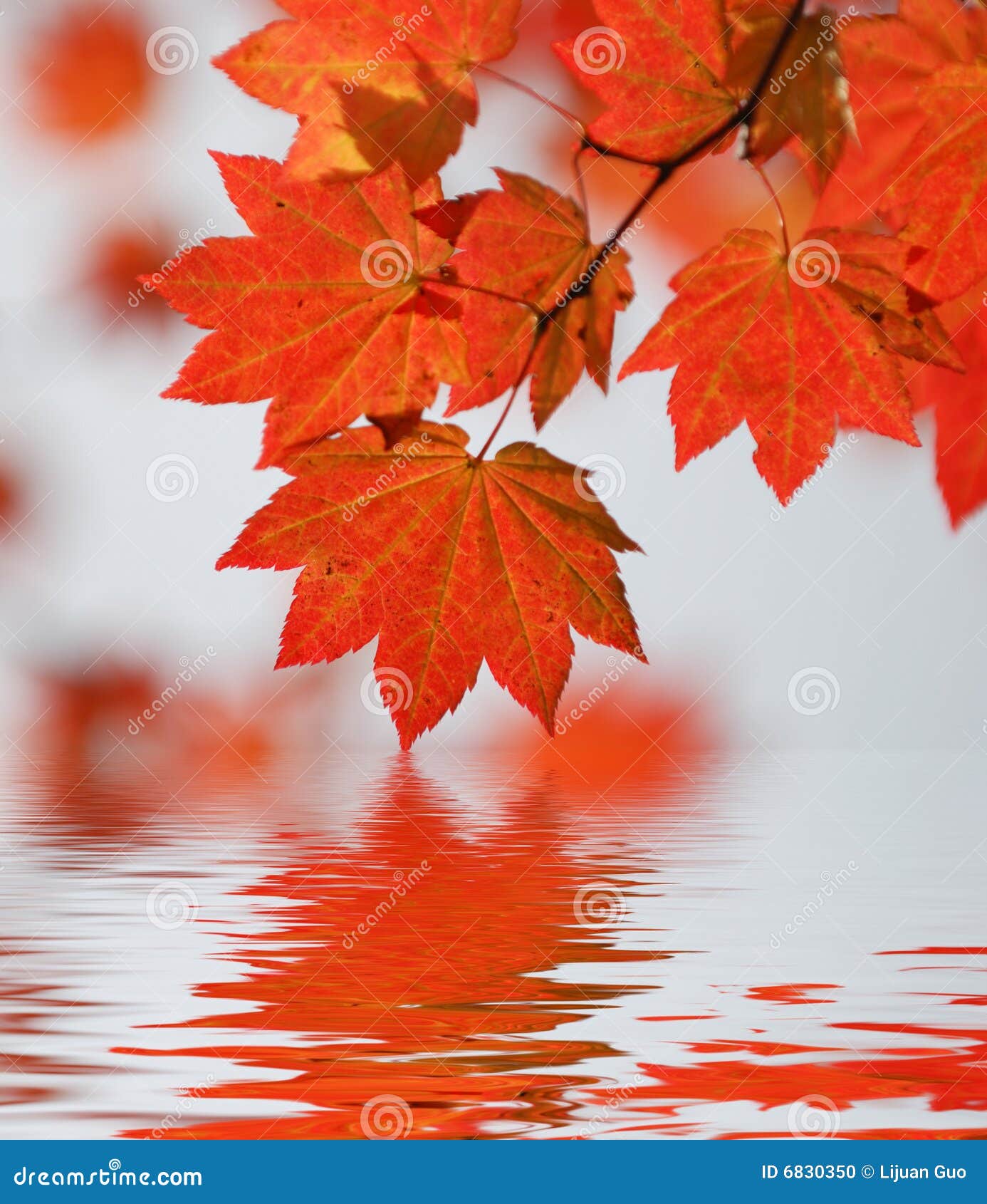 Red wine maple abstract stock photo. Image of reflection - 6830350