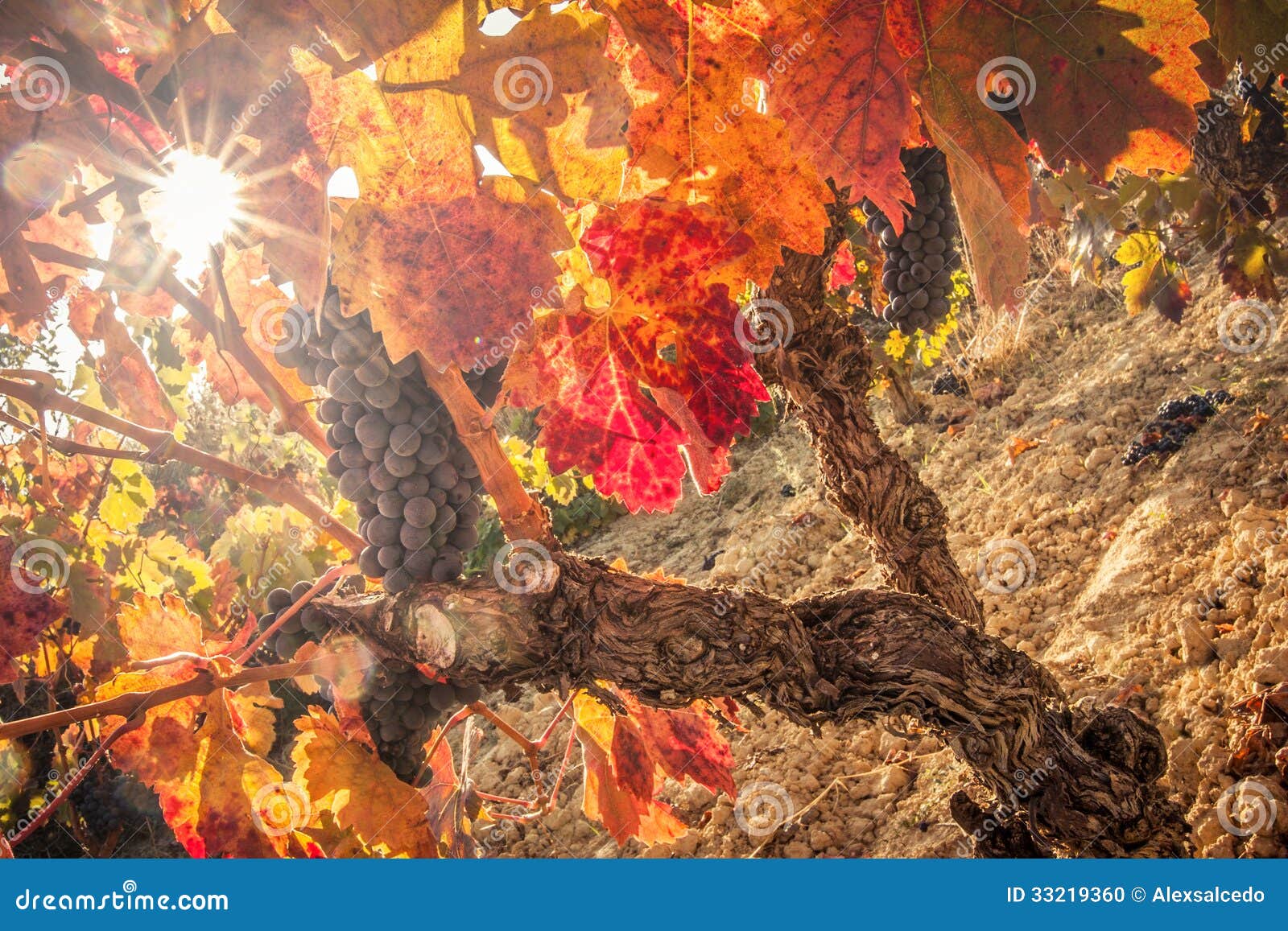 Red wine stock photo. Image of vine, grapevine, leaf - 33219360