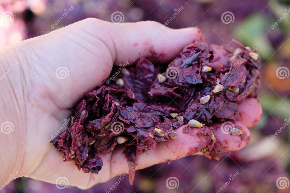 Red Wine Pomace in the Hands of a Winemaker. Stock Photo - Image of ...
