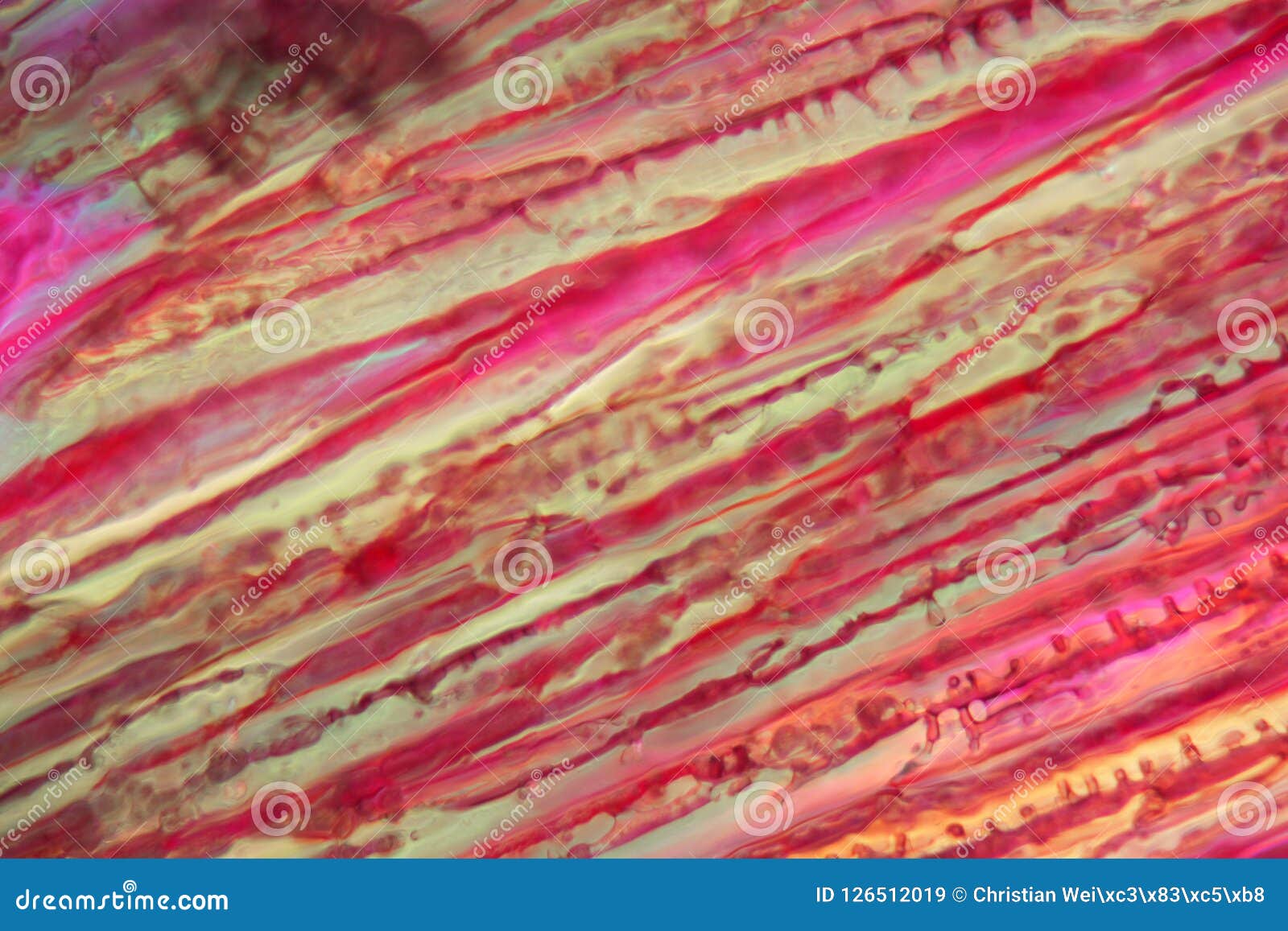 Red Wine Under a Microscope, Tempranillo. Stock Image - Image of detail ...