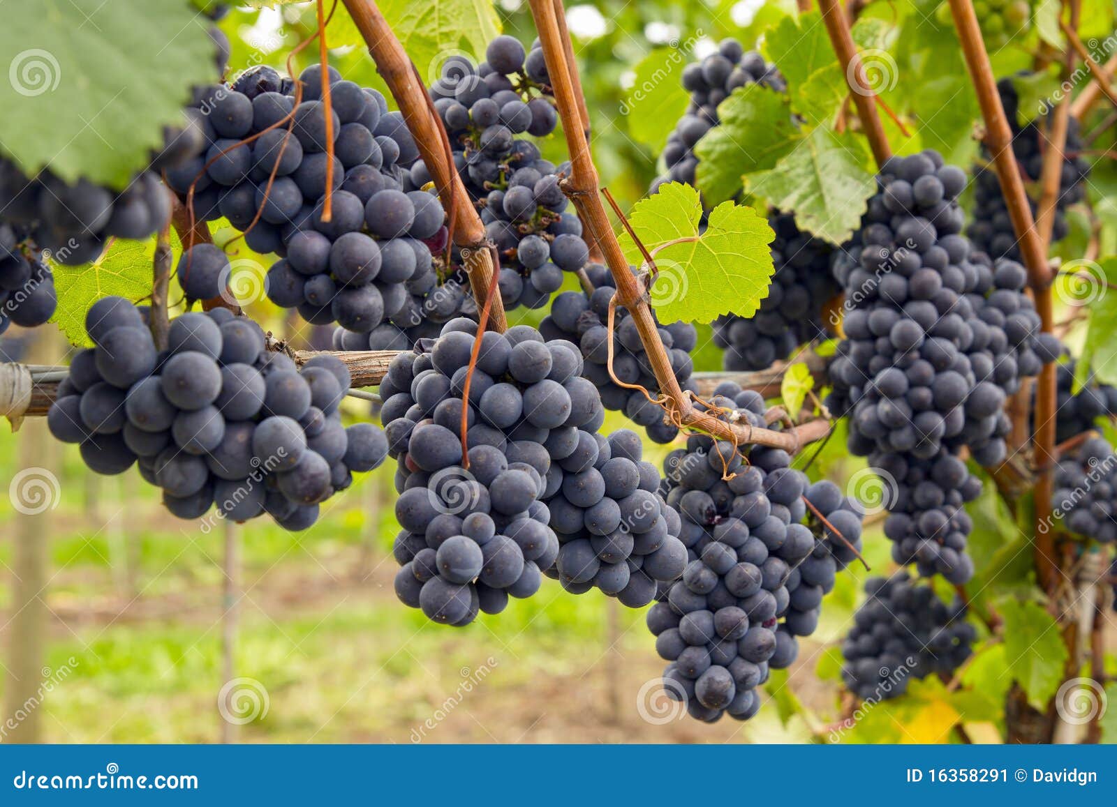 Red Wine Vineyard 4 stock image. Image of juices, fall - 16358291