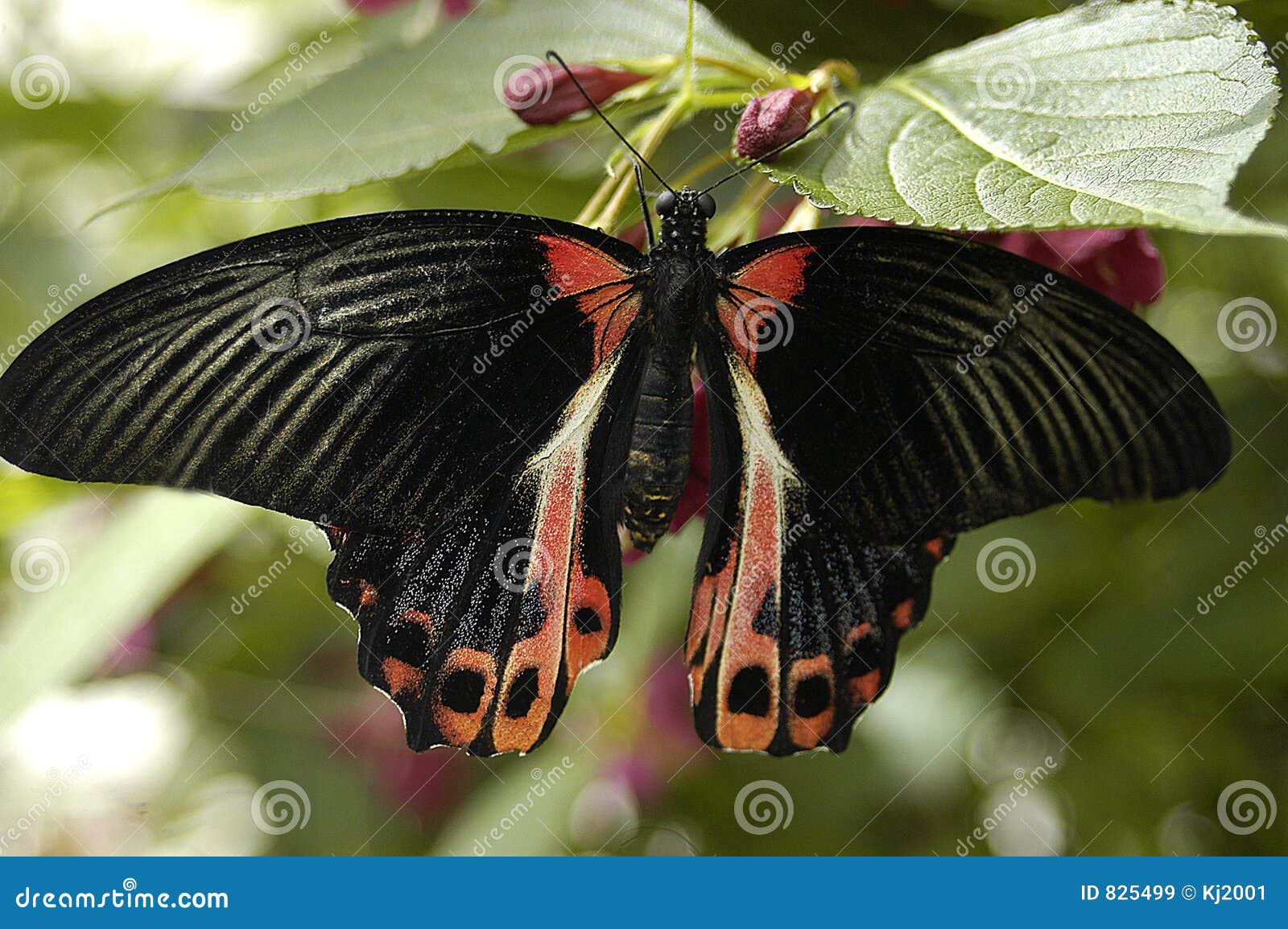 Red Wing Picture. Image: 825499