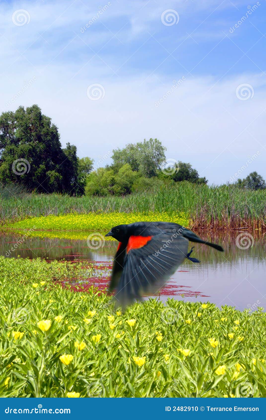 Red Wing Blackbird in Flight Stock Photo - Image of spectacular, hiking ...