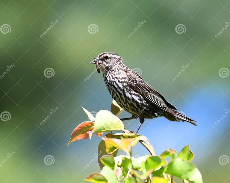 Red Wing Blackbird on the Tree Branch Stock Image - Image of perched ...