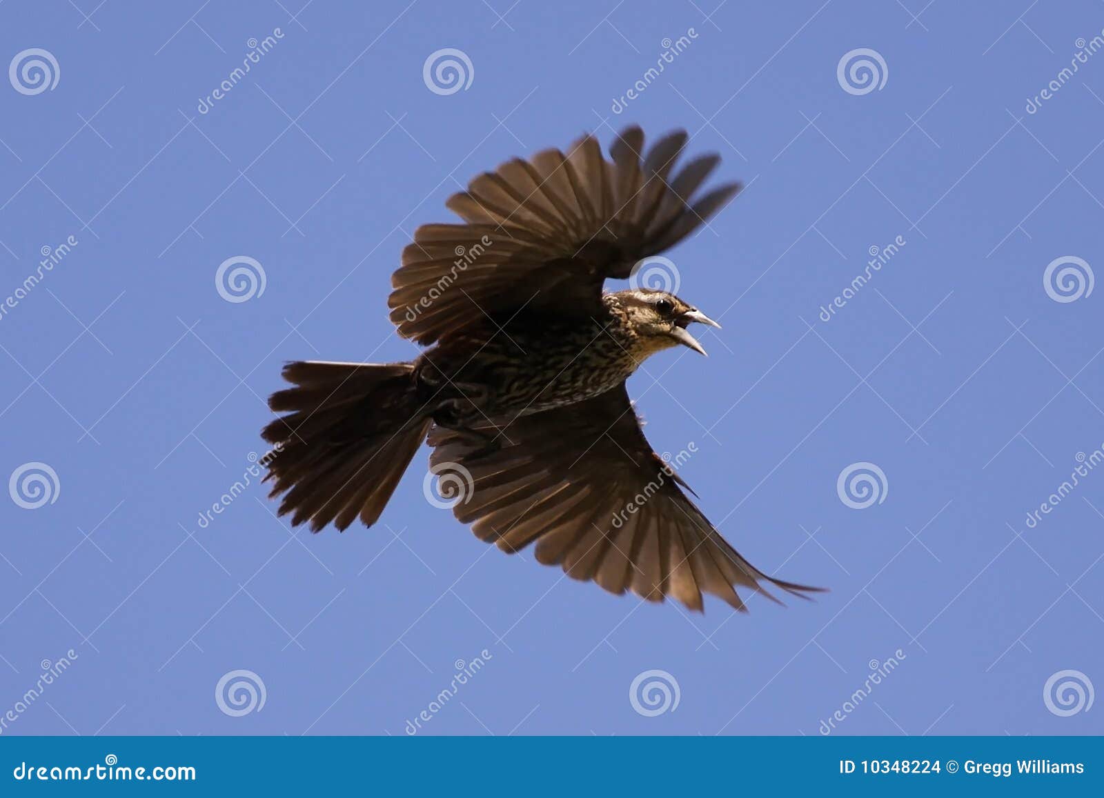 Red wing in flight stock photo. Image of blackbird, blue - 10348224