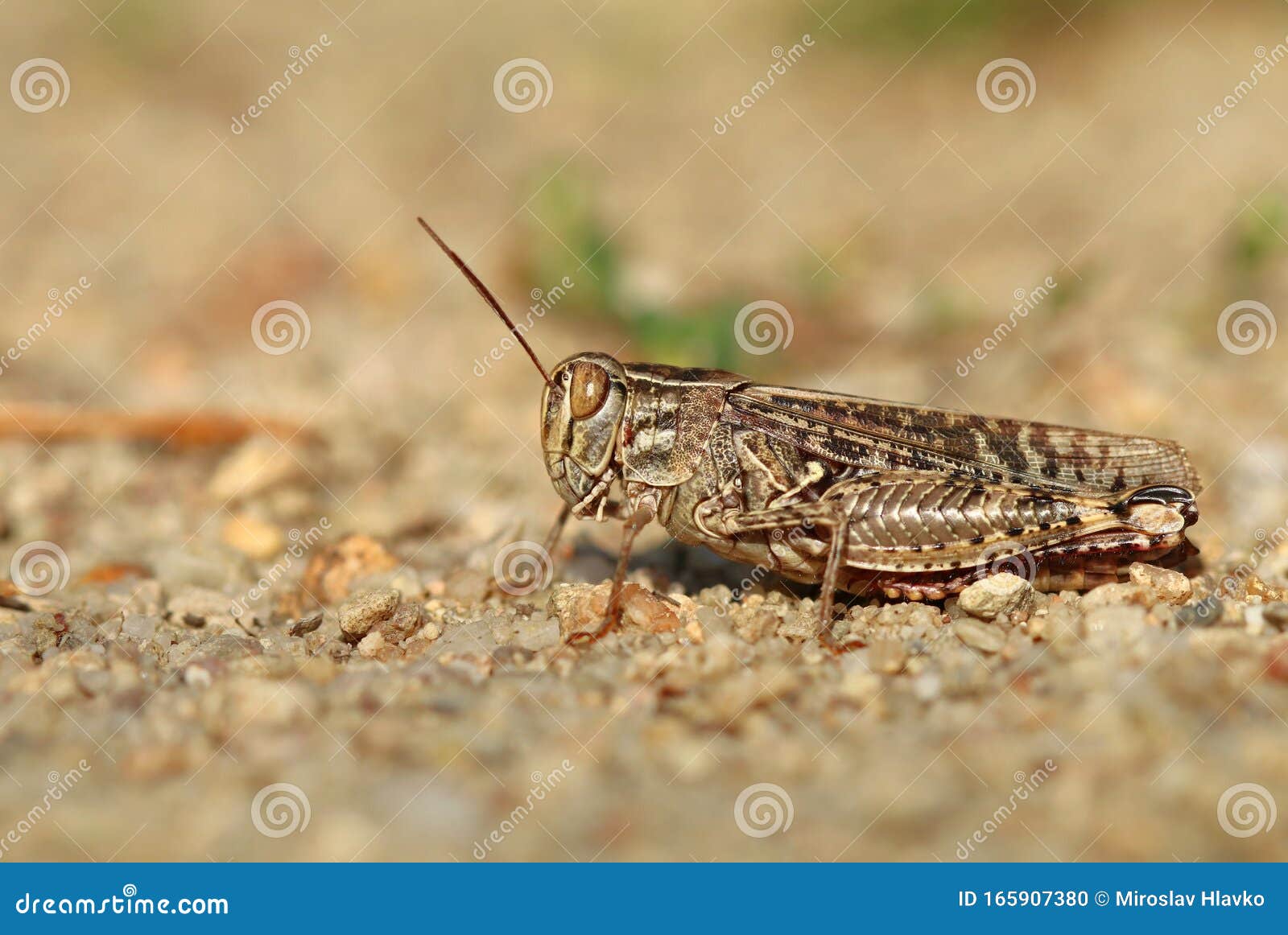 Red Wing Locust Oedipoda Germanica Stock Photo - Image of oedipoda ...