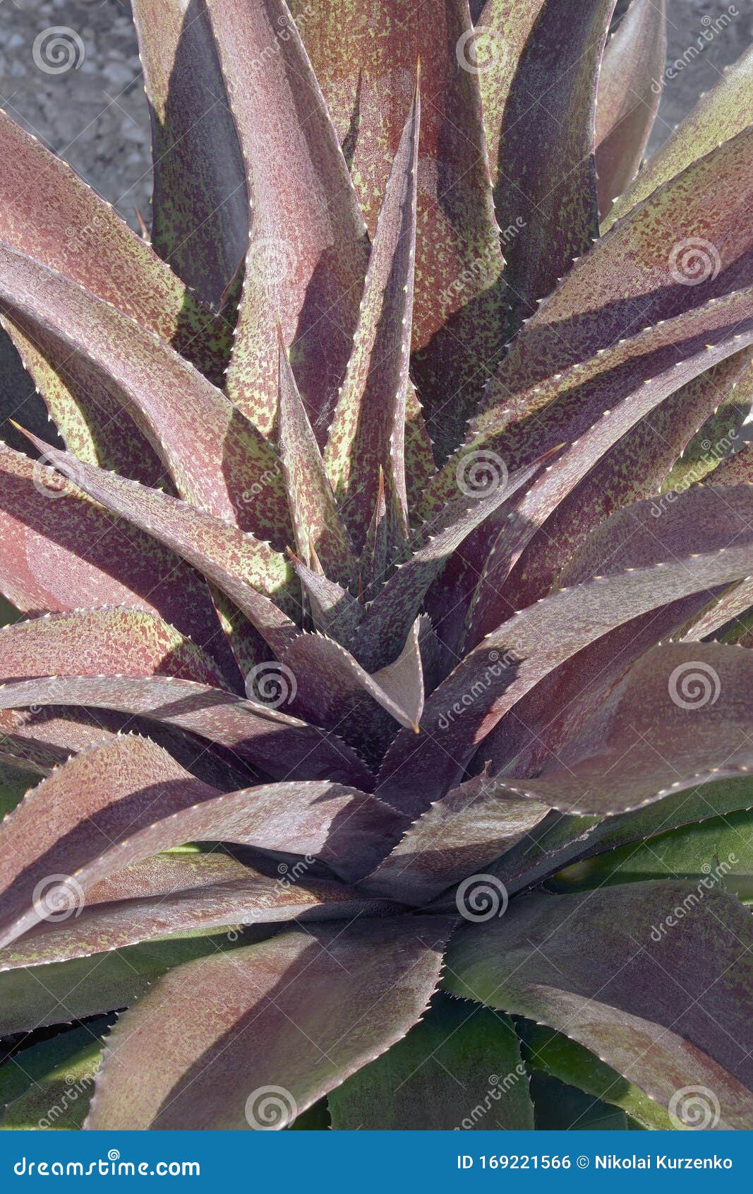 Red Wing Mangave plant stock photo. Image of botanical - 169221566