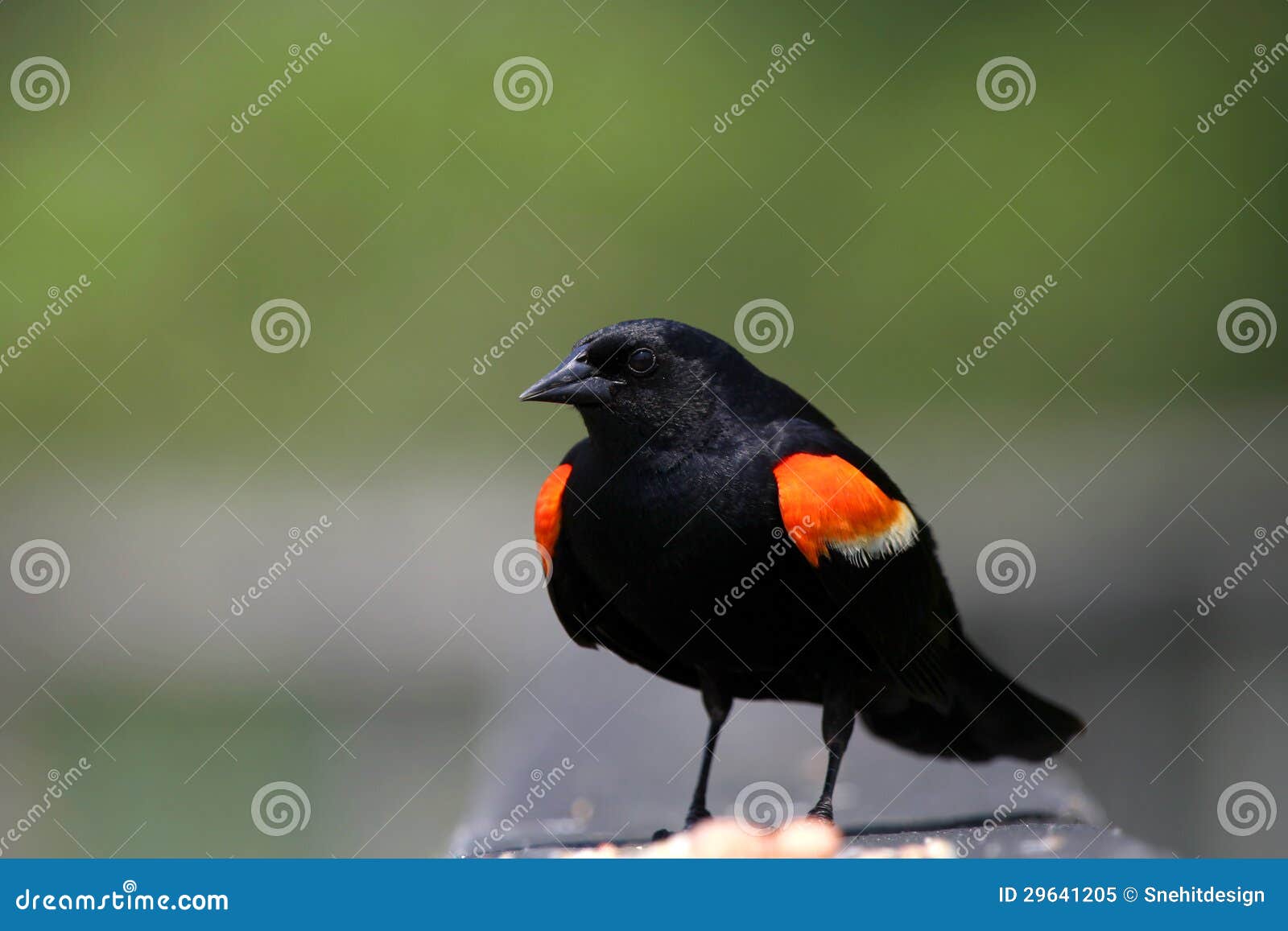 Red winged back bird stock image. Image of wing, eating - 29641205