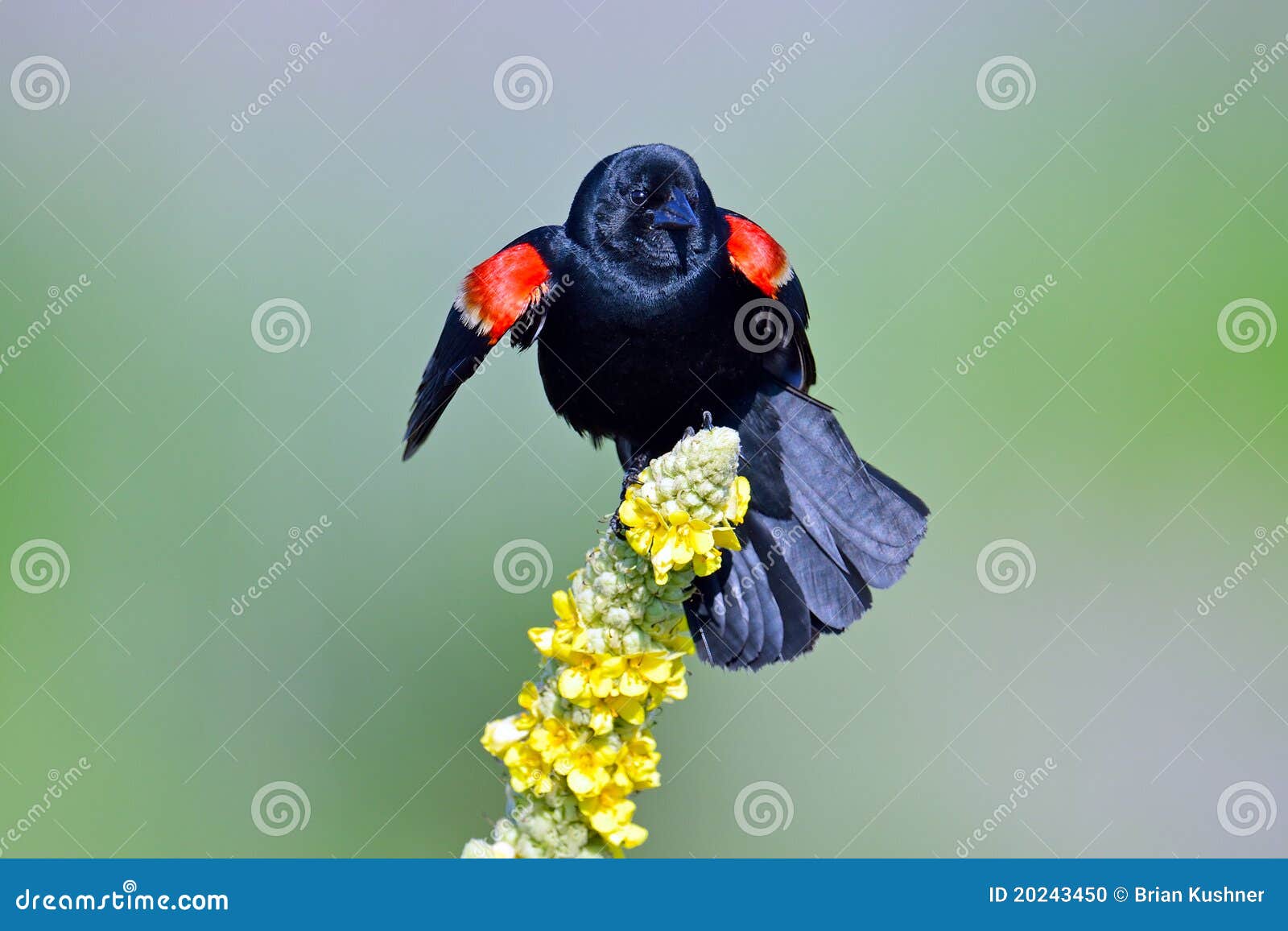 Red-winged Black Bird stock photo. Image of black, perched - 20243450