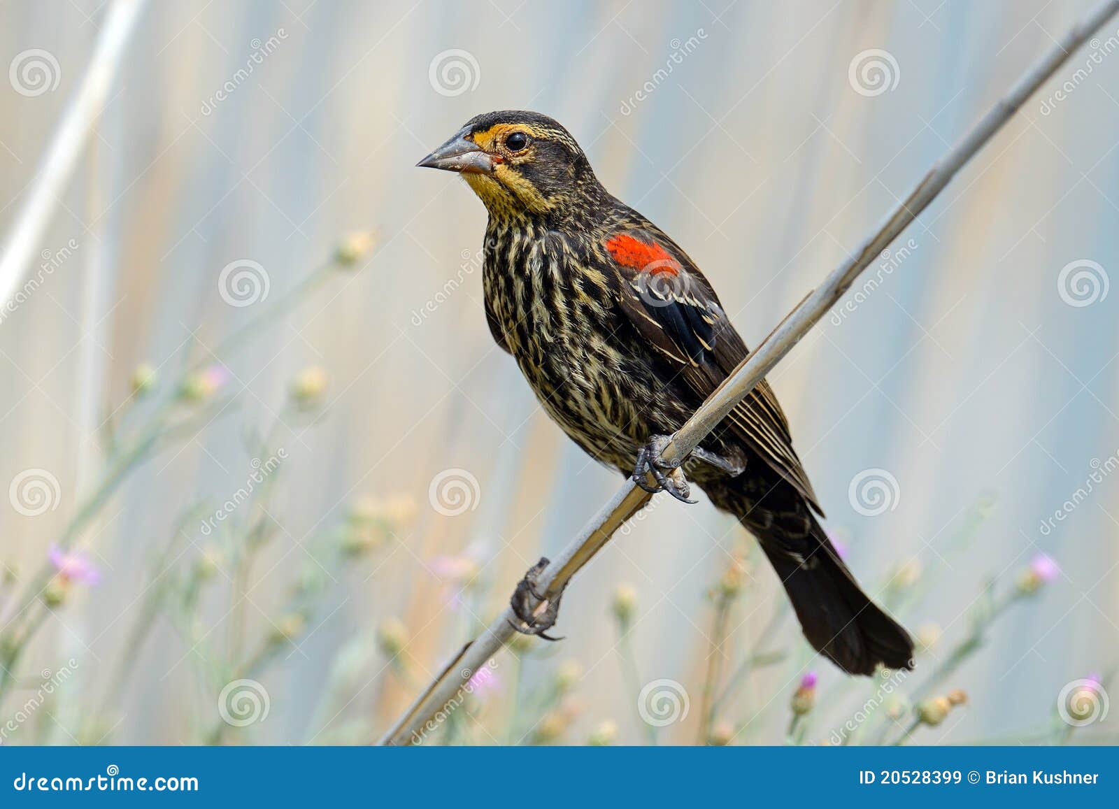 Red-winged Black Bird stock image. Image of reeds, juvenile - 20528399