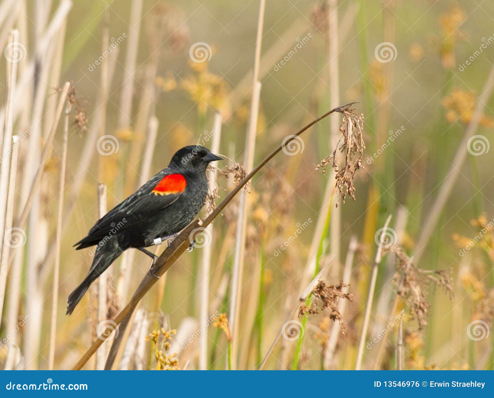 Red-winged Blackbird (Agelaius Phoeniceus) Stock Photo - Image of ...