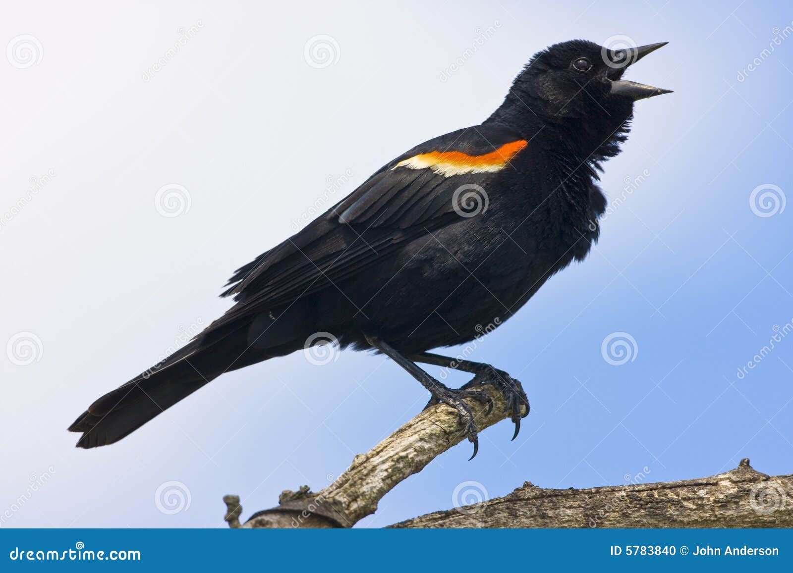 Red Winged Blackbird (Agelaius Phoeniceus Stock Photo - Image of flight ...