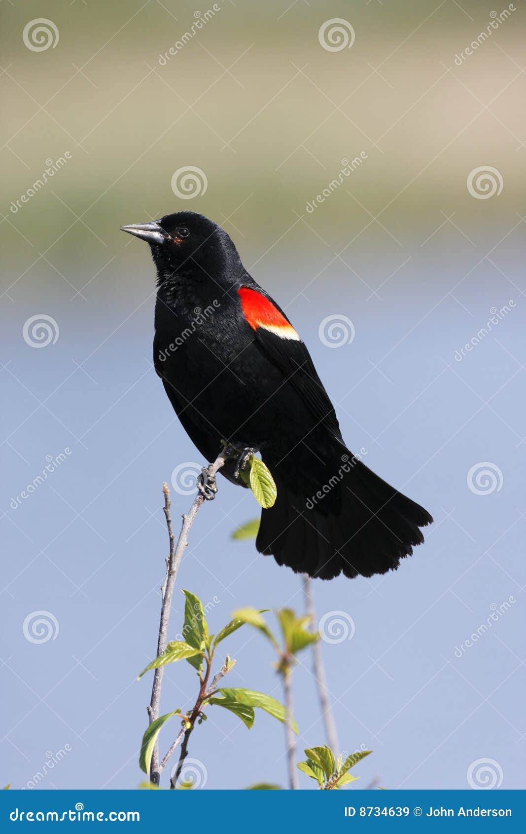Red Winged Blackbird (Agelaius Phoeniceus) Stock Image - Image of ...