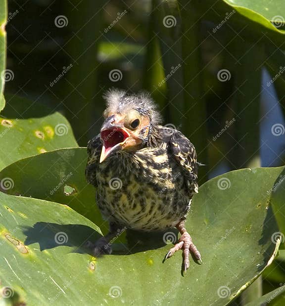Red-winged Blackbird, baby stock photo. Image of black - 1008320