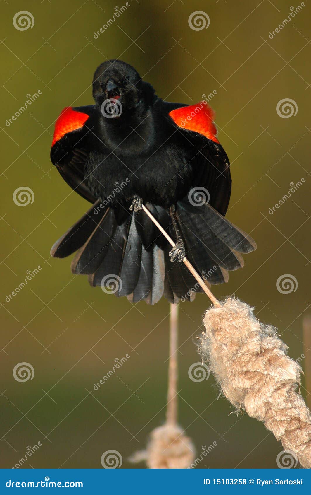 Red-winged Blackbird Call stock photo. Image of ecosystem - 15103258