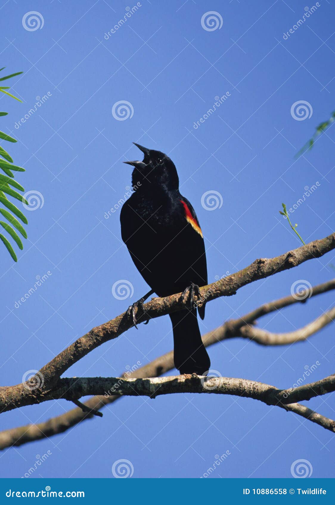 Red Winged Blackbird Calling Stock Photo - Image of behavior, beak ...