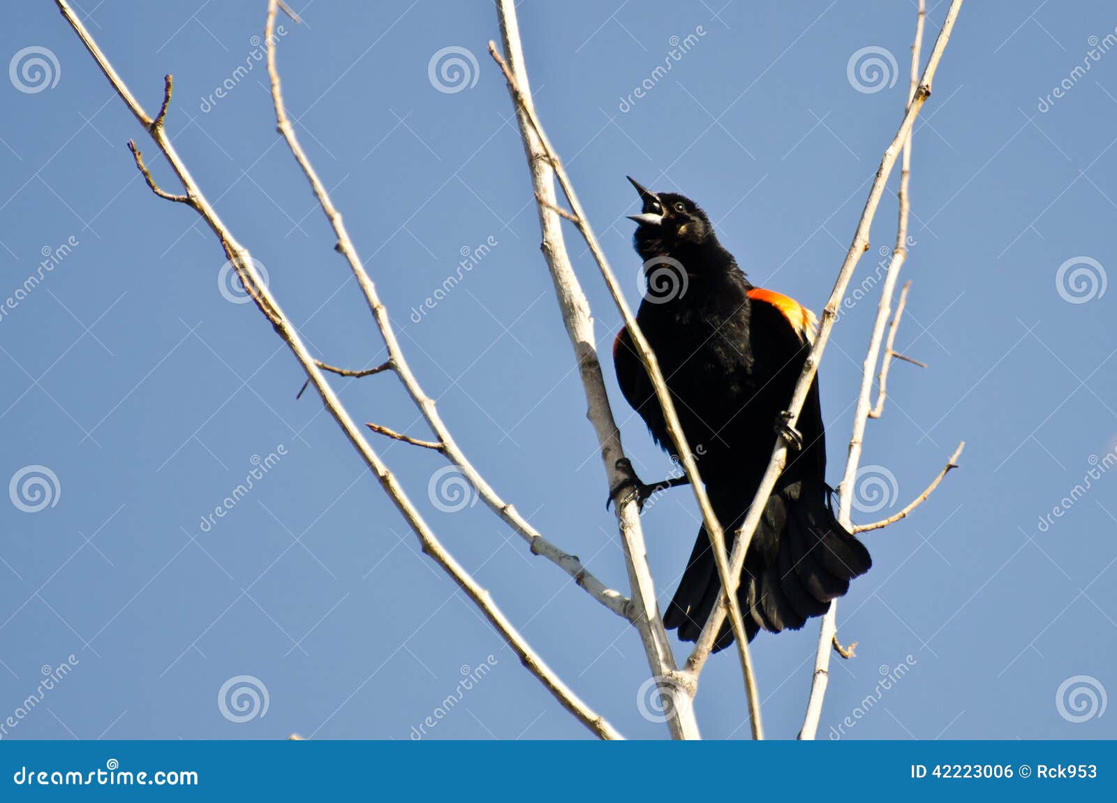 Red-Winged Blackbird Calling while Perched in Tree Stock Photo - Image ...