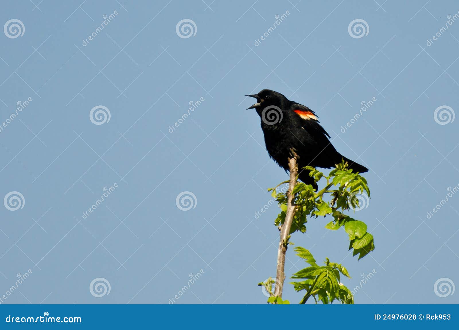 Red-Winged Blackbird Calling from a Tree Stock Photo - Image of branch ...
