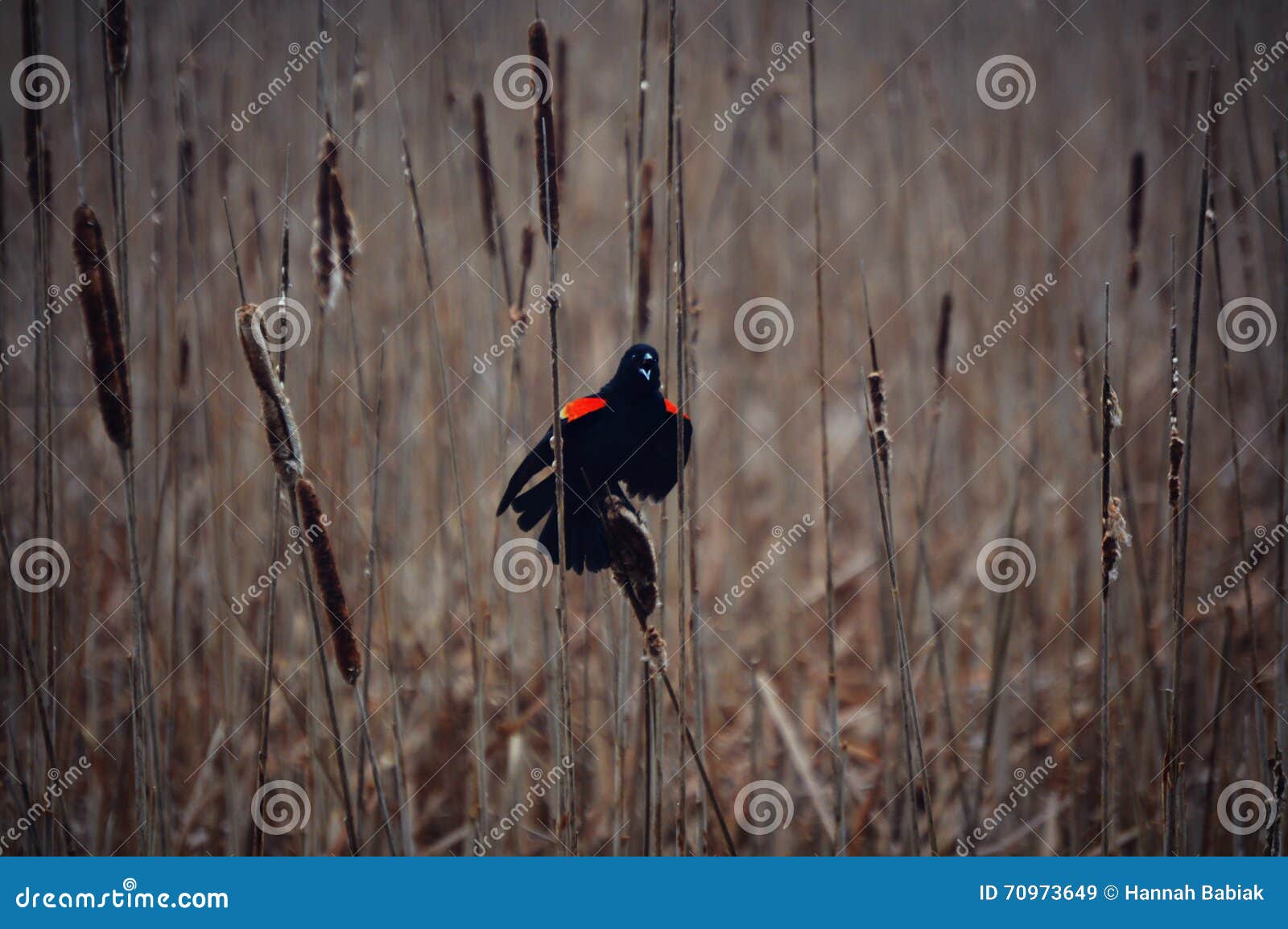 Red Winged Blackbird on Cattails Stock Image - Image of song, sitting ...