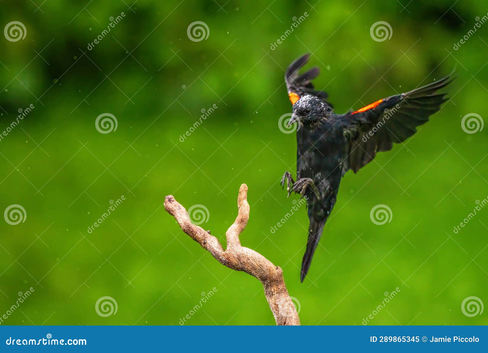Red Winged Blackbird in Flight Stock Image - Image of finch, wildlife ...