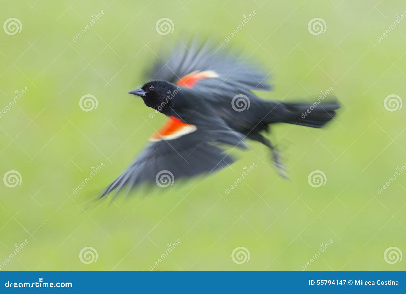 Red Winged Blackbird In Flight. Stock Image - Image of redwinged ...