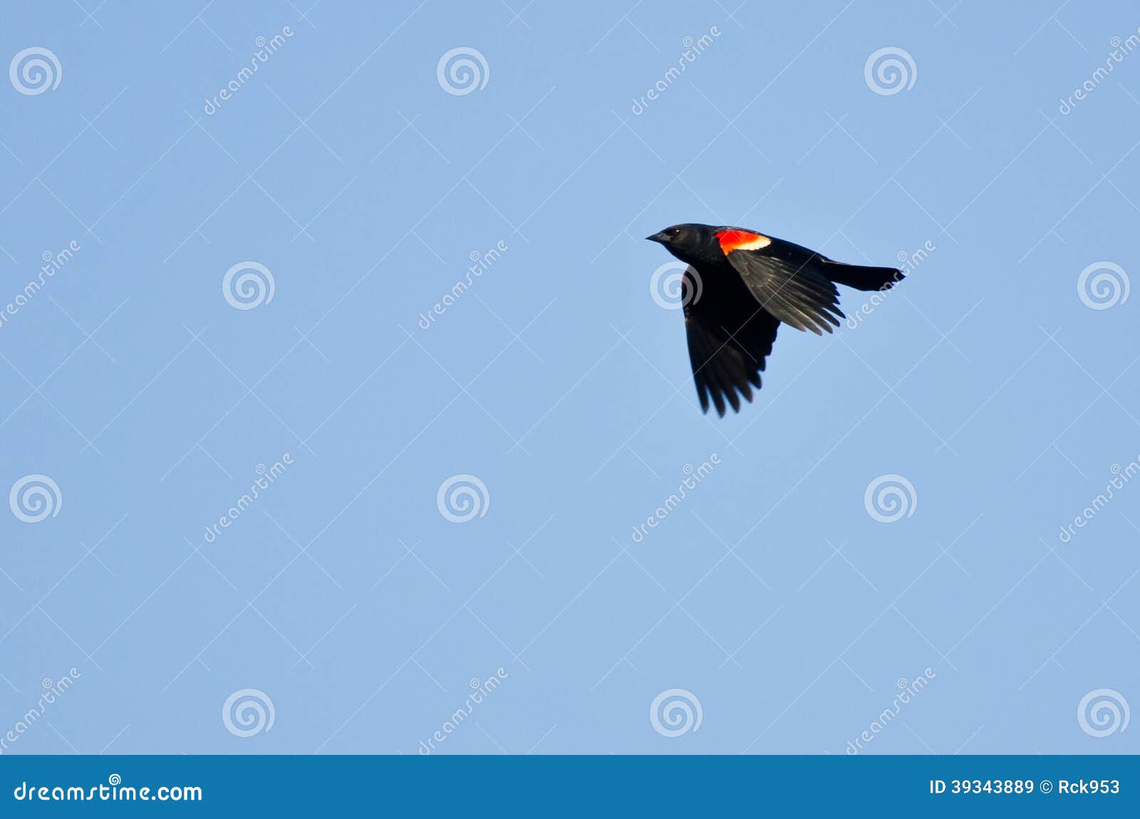 Red-Winged Blackbird in Flight Stock Image - Image of black, wild: 39343889