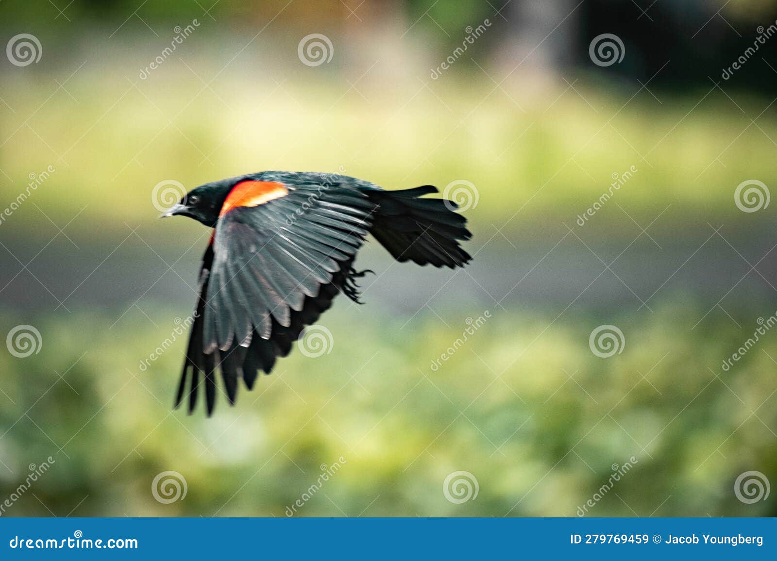 Red Winged Blackbird in Flight Stock Image - Image of sparrow, seabird ...