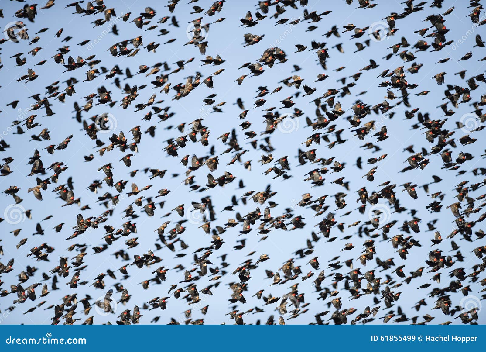 Red-winged Blackbird Flock in Flight in a Blue Sky Stock Image - Image ...