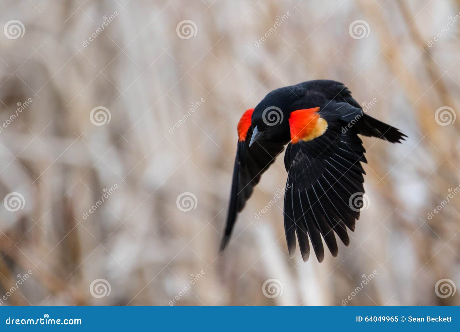 Red-winged Blackbird Flying Stock Image - Image of bird, animal: 64049965