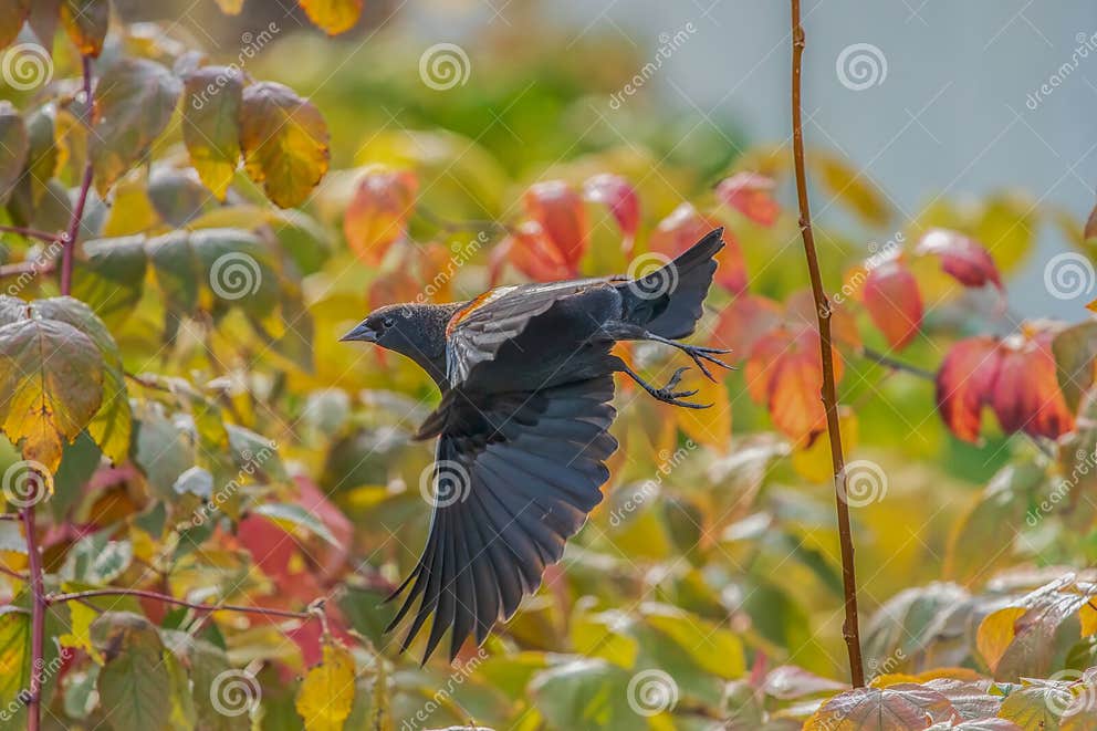 Red Winged Blackbird Flying Off a Tree Stock Image - Image of tree ...