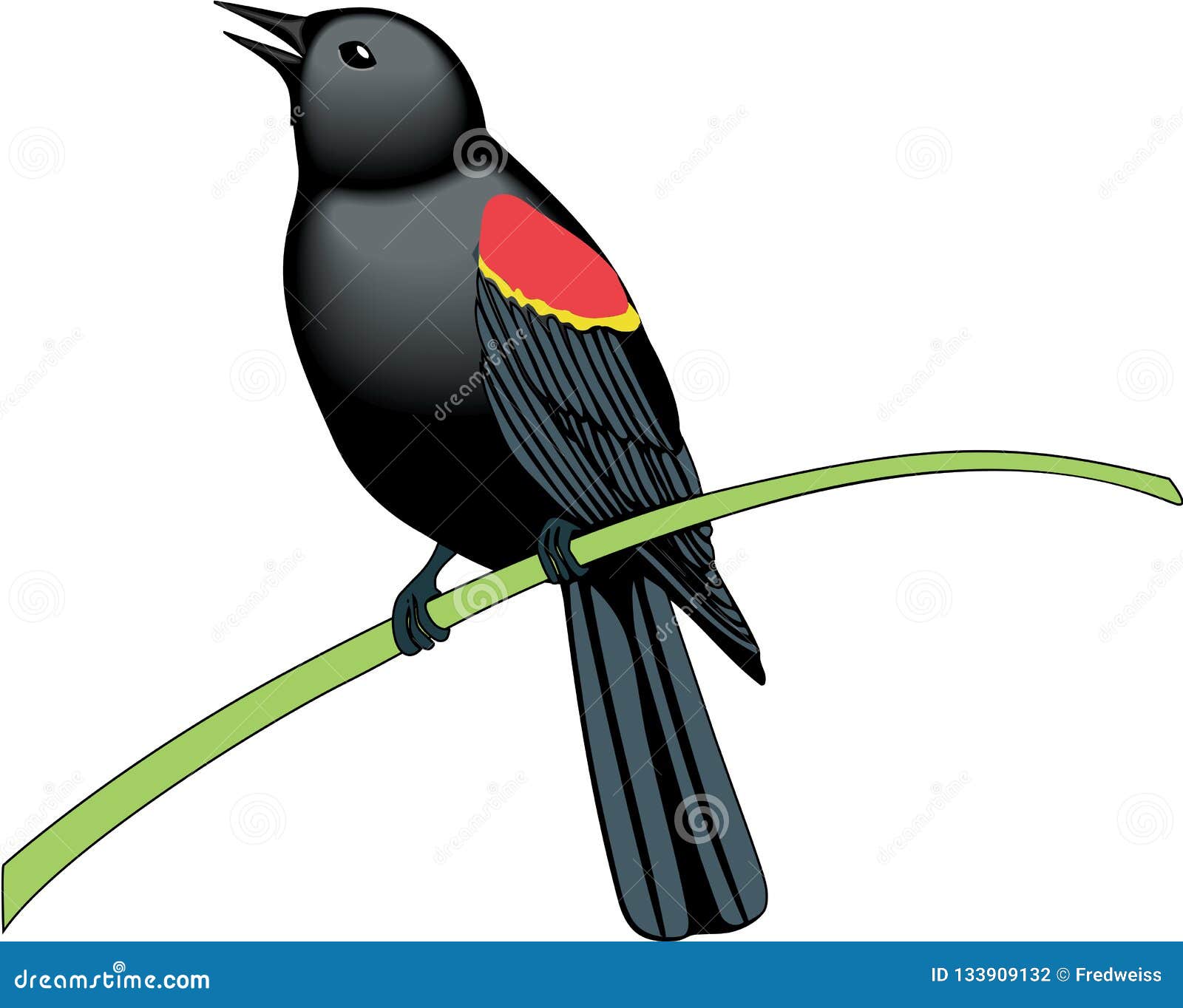 Red Winged Blackbird Illustration Stock Vector - Illustration of wild ...