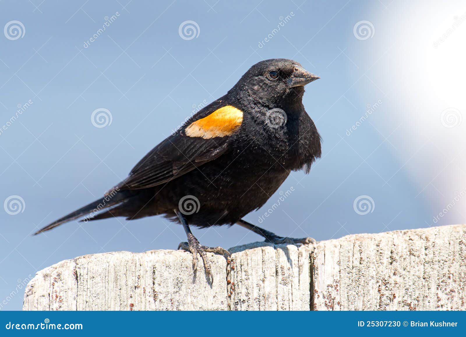 Red-winged Blackbird Male stock photo. Image of blackbird - 25307230