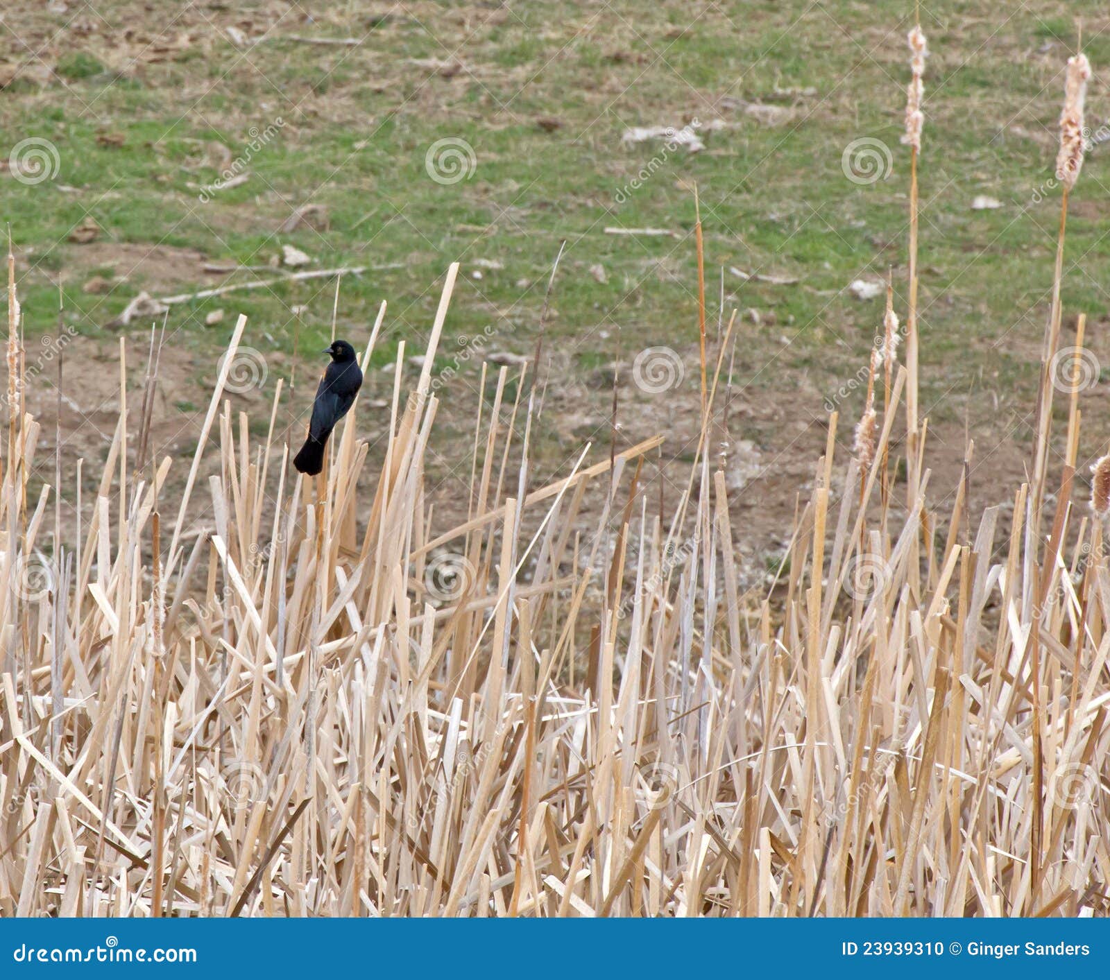 Red-Winged Blackbird Male in Cattails Stock Photo - Image of cattails ...