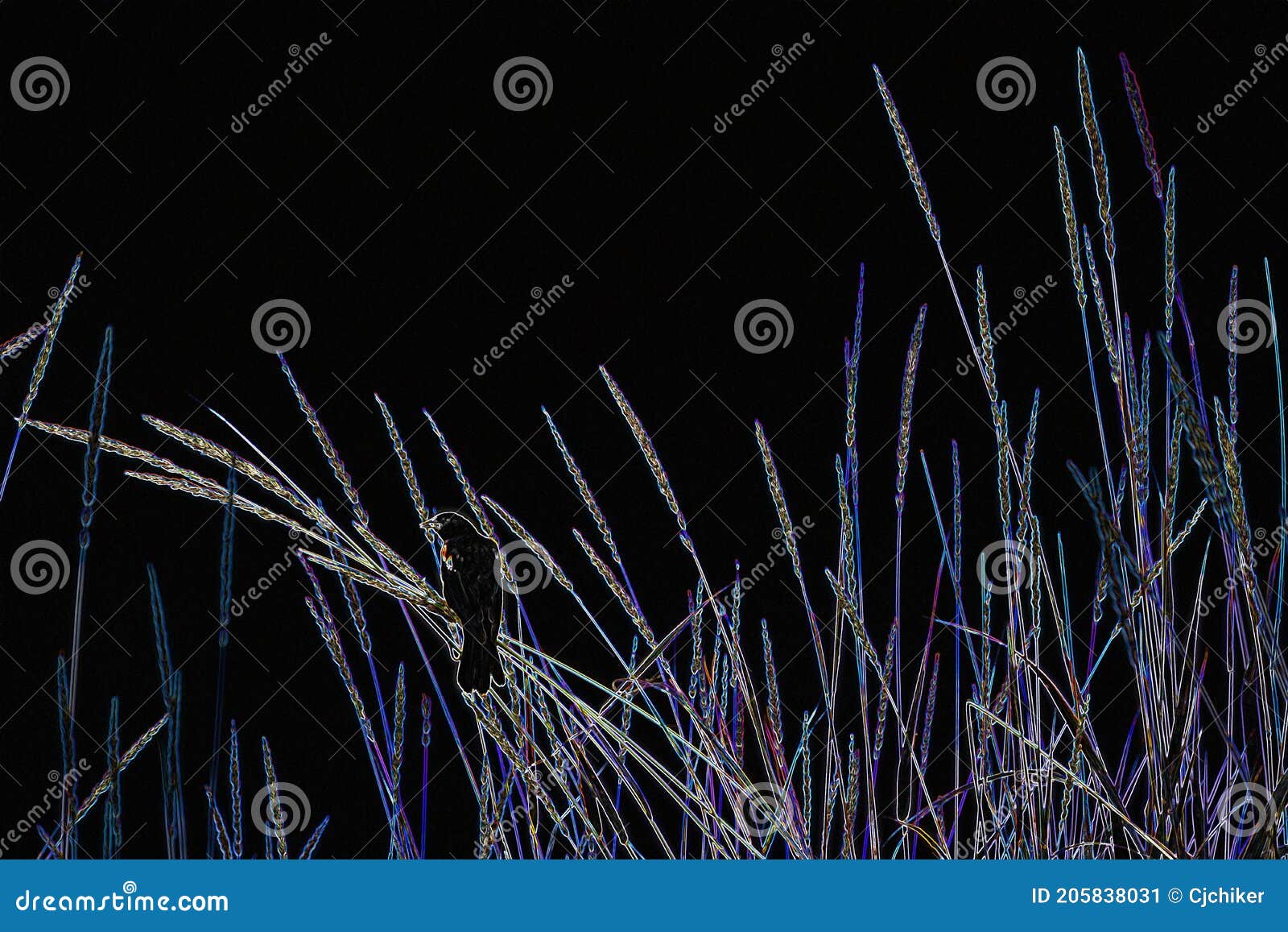 Red Winged Blackbird in Marsh Grass on Black Background Digital Art ...