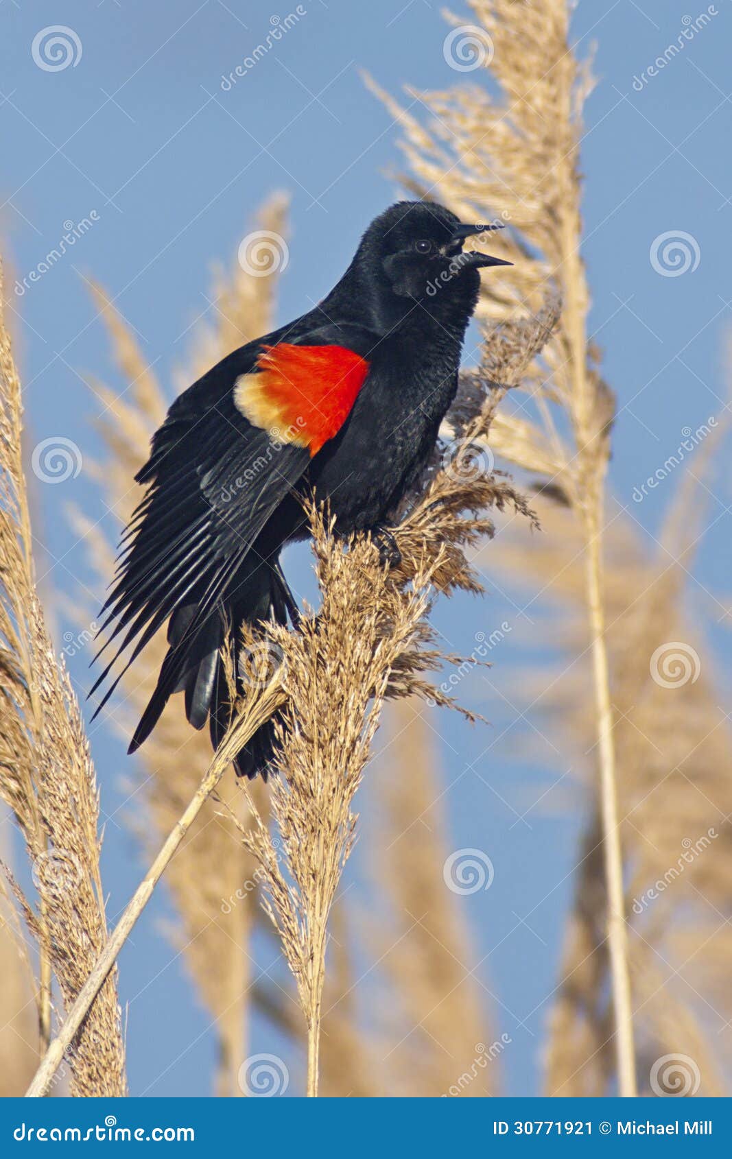 Red Winged Blackbird Singing Stock Image - Image of perch, bird: 30771921
